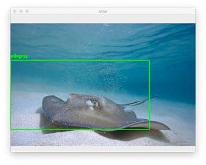Turning any CNN image classifier into an object detector with Keras ...