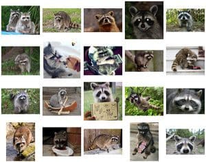 R-CNN object detection with Keras, TensorFlow, and Deep Learning ...
