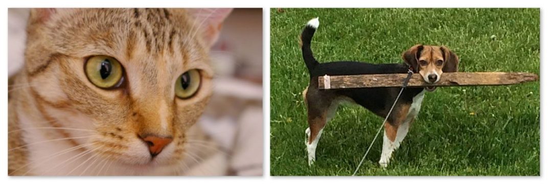 The Deep Learning Classification Pipeline - PyImageSearch