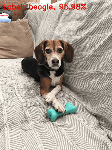 Pytorch Image Classification With Pre Trained Networks Pyimagesearch
