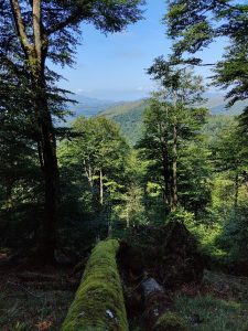 Introduction to Infrared Vision: Near vs. Mid-Far Infrared Images ...